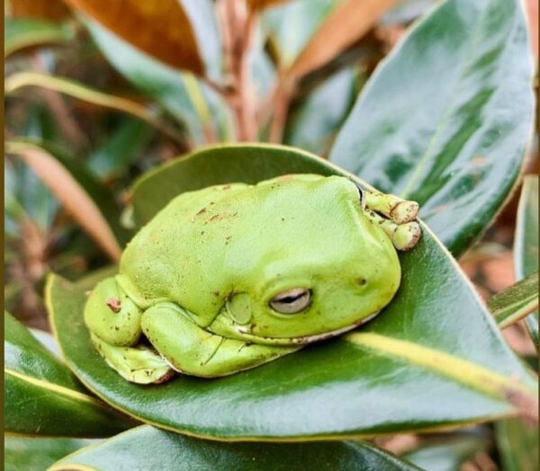 Do you have a healthy Micro-Ecosystem? – Djirang Plantation