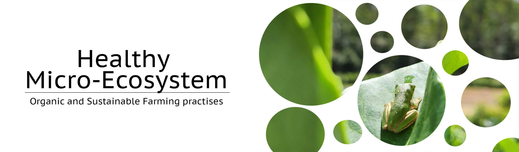 Do you have a healthy Micro-Ecosystem? – Djirang Plantation